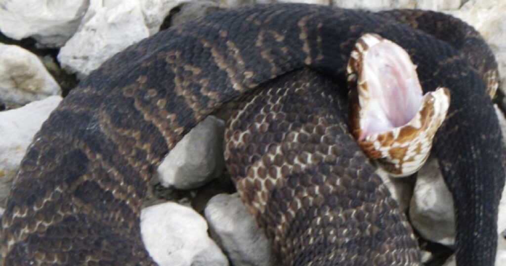 Slang met tracker in lijf opgegeten door andere slang