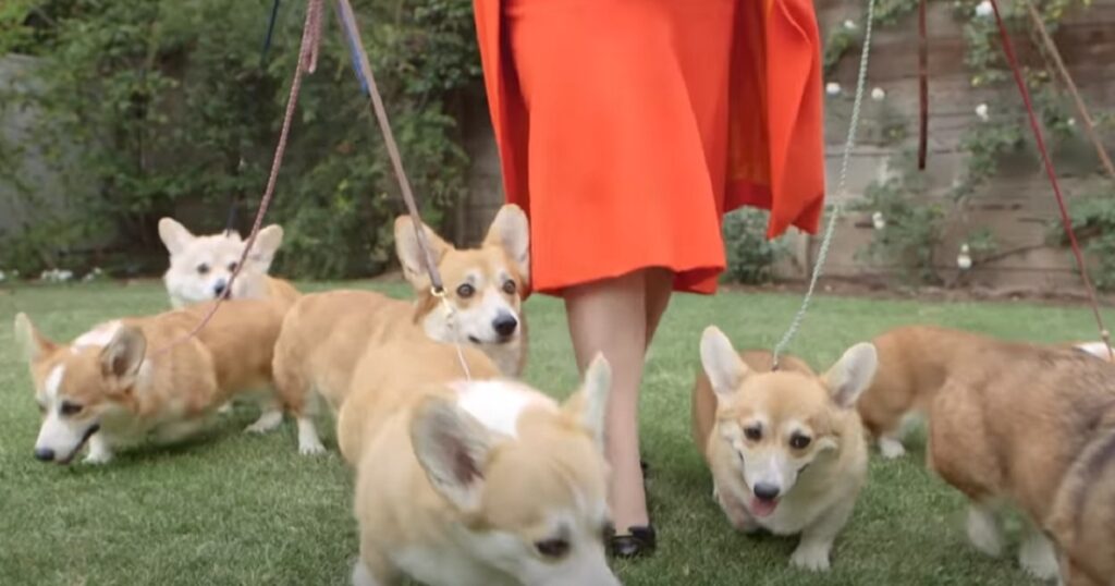 Naar wie gaan de corgi’s van koningin Elizabeth?