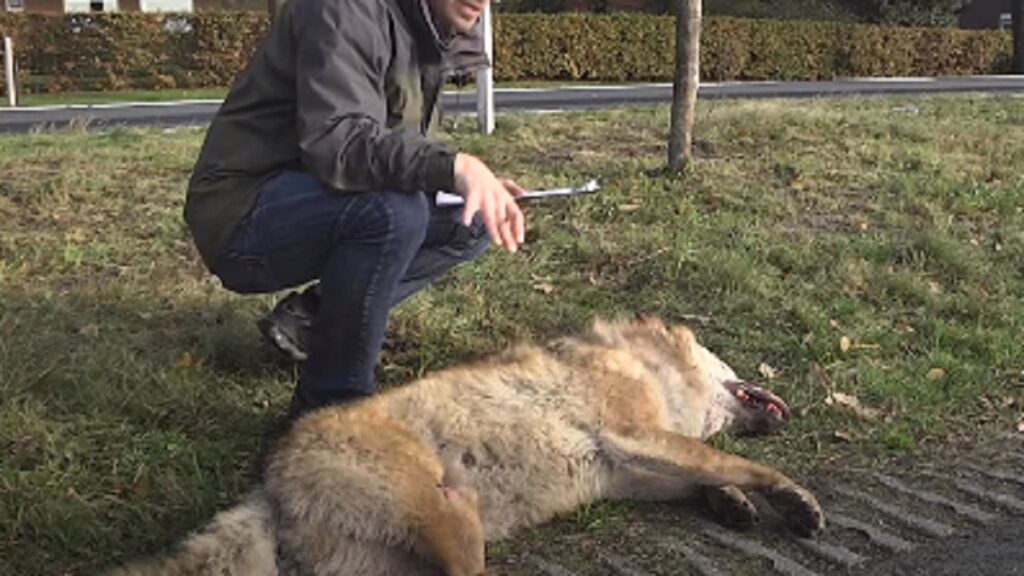 Man rijdt wolf dood op Drentse N-weg