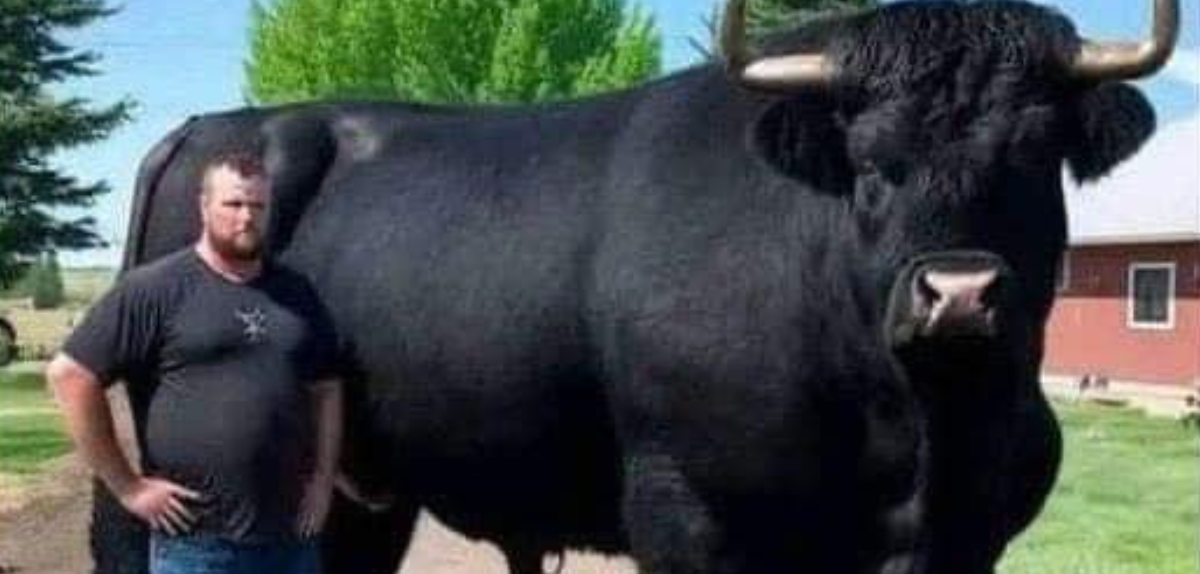 Ik gaf onlangs 6500 euro uit aan deze geregistreerde black angus stier