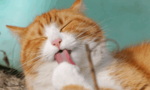 Kabinet is gevallen, Wilders stapt uit de coalitie